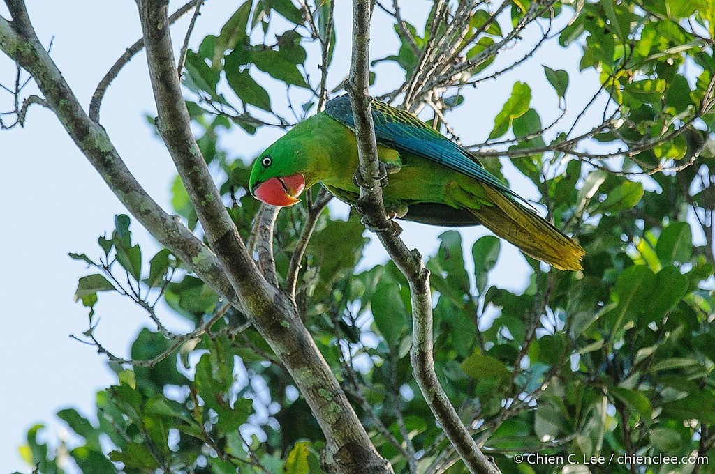 Great-billed Parrot in November 2011 by Chien Lee · iNaturalist