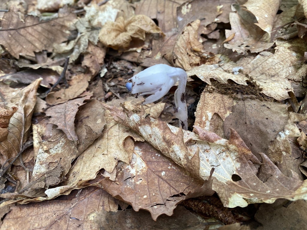 Monotropastrum humile in June 2020 by baikada · iNaturalist