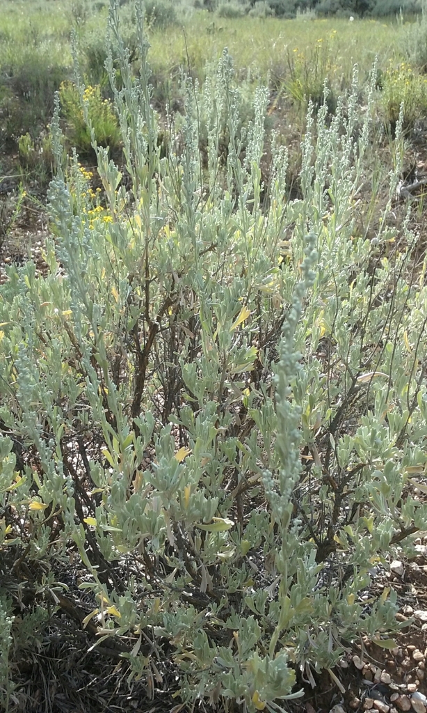 Big Sagebrush from Tusayan, AZ 86023 USA on August 13, 2017 at 05:29 PM ...