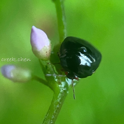 Coptosoma nigrellum · iNaturalist