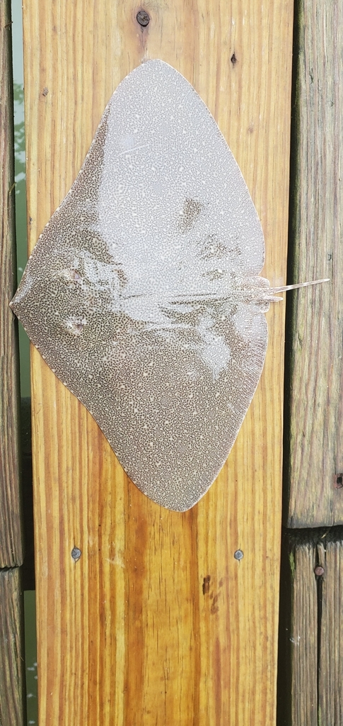 Lessa's Butterfly Ray from Horry County, SC, USA on September 26, 2020 ...