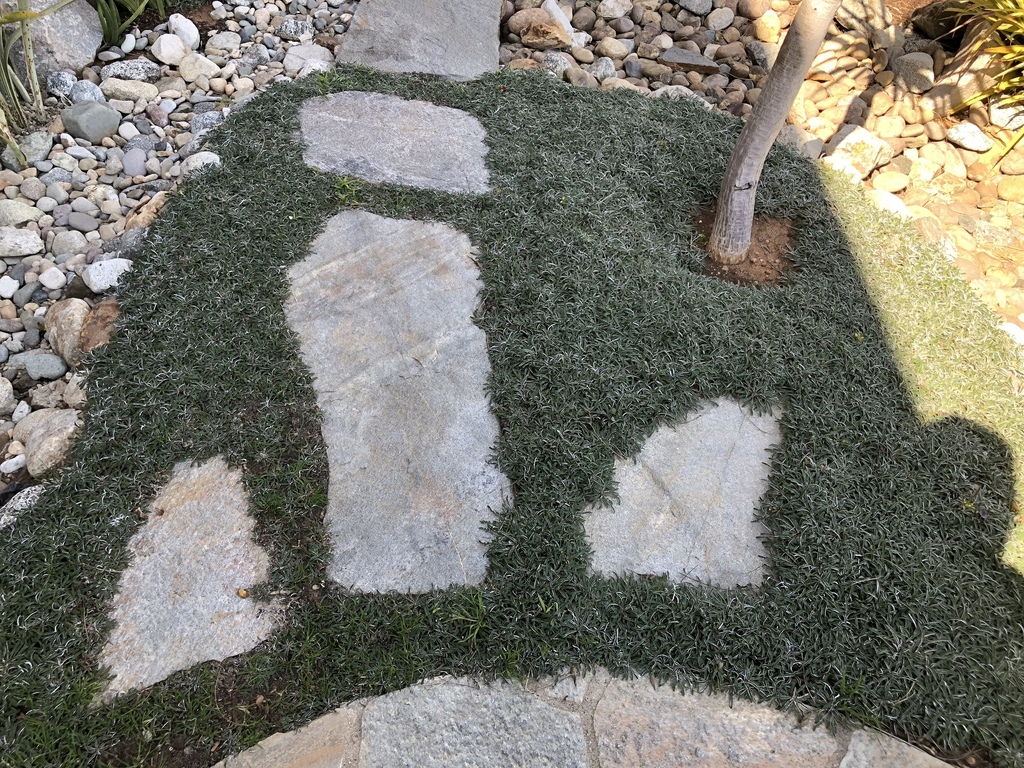 Carpet Daisy from Ostrow St, San Diego, CA, US on September 27, 2020 at ...