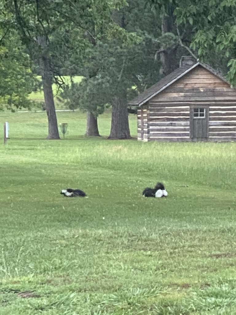 Striped Skunk from Berry College, Rome, GA, US on June 29, 2020 at 08: ...