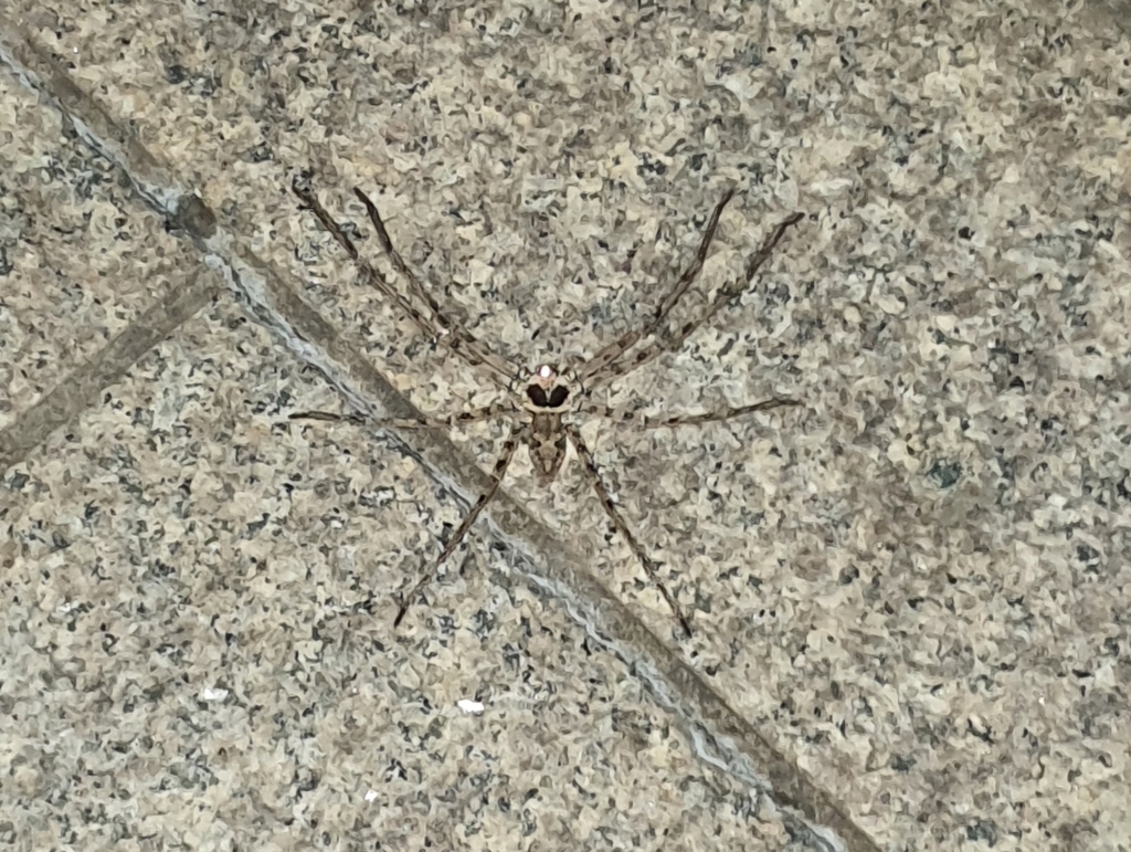 Pantropical Huntsman Spider from 231-0001, Japan on September 27, 2020 ...