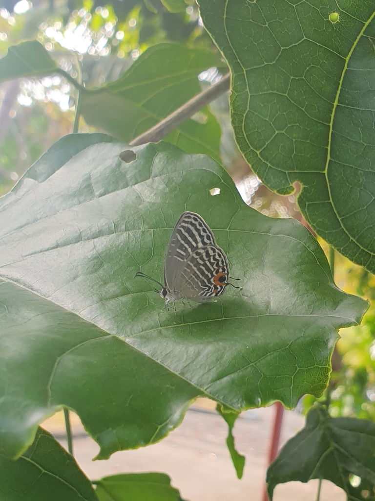 Jamides cleodus from Visayas State University, Dakbayan sa Baybay ...