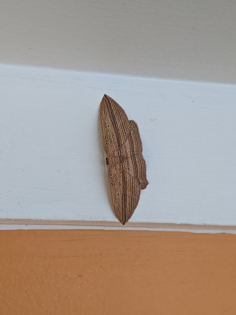 Cabbage tree moth in September 2020 by Louisa Dassow · iNaturalist