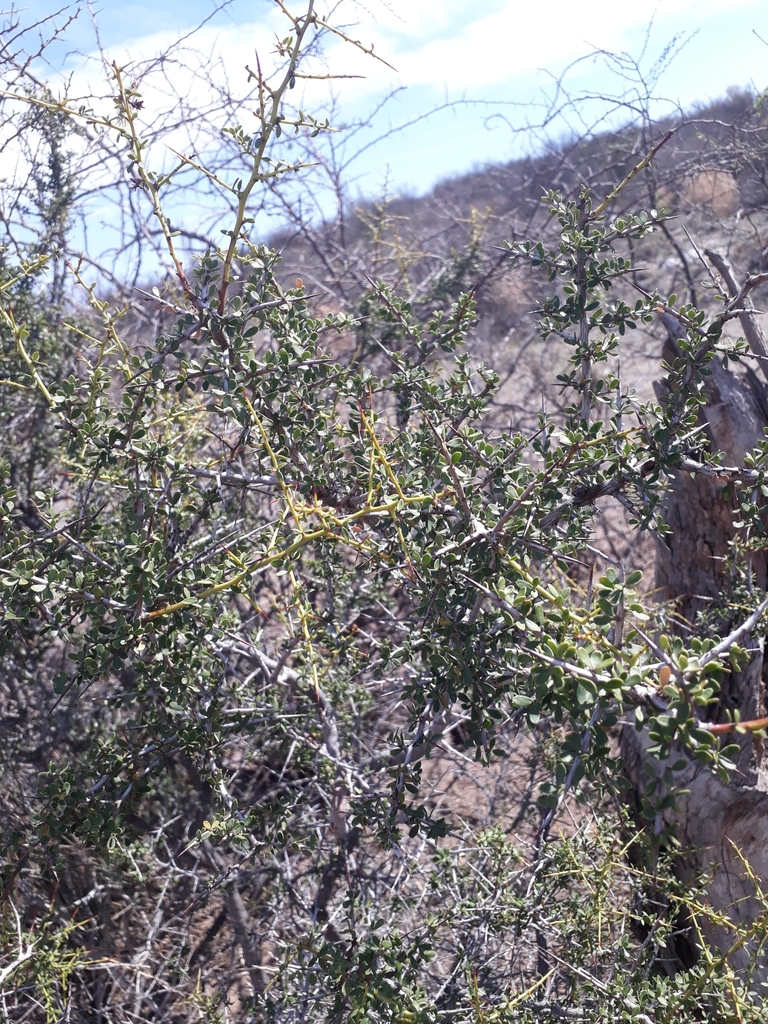 Condalia microphylla from Las Malvinas on September 27, 2020 at 11:51 ...