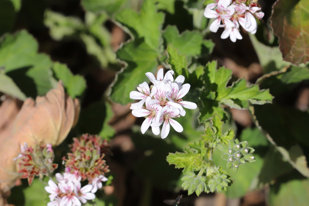 Austral Stork's-bill from Adelaide SA, Australia on September 26, 2020 ...