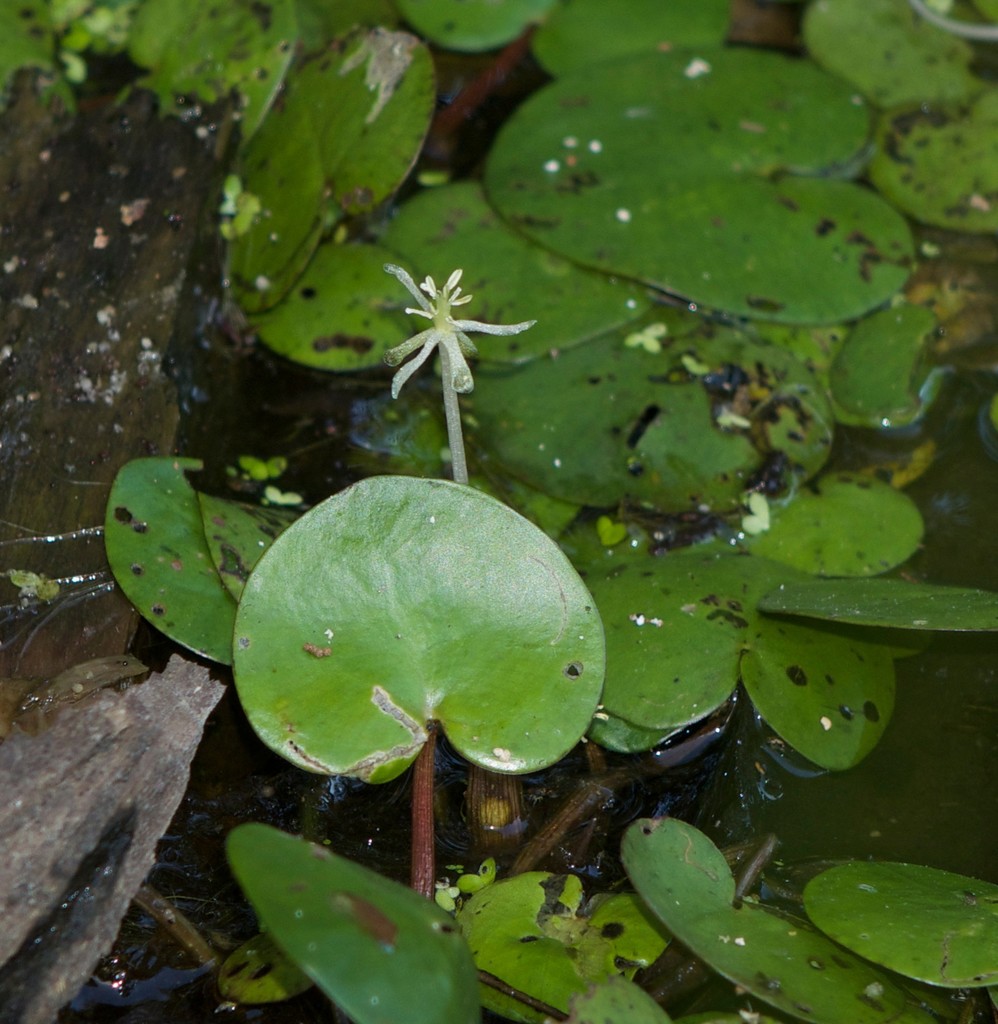 American frogbit in September 2020 by jared_satchell. blooming ...