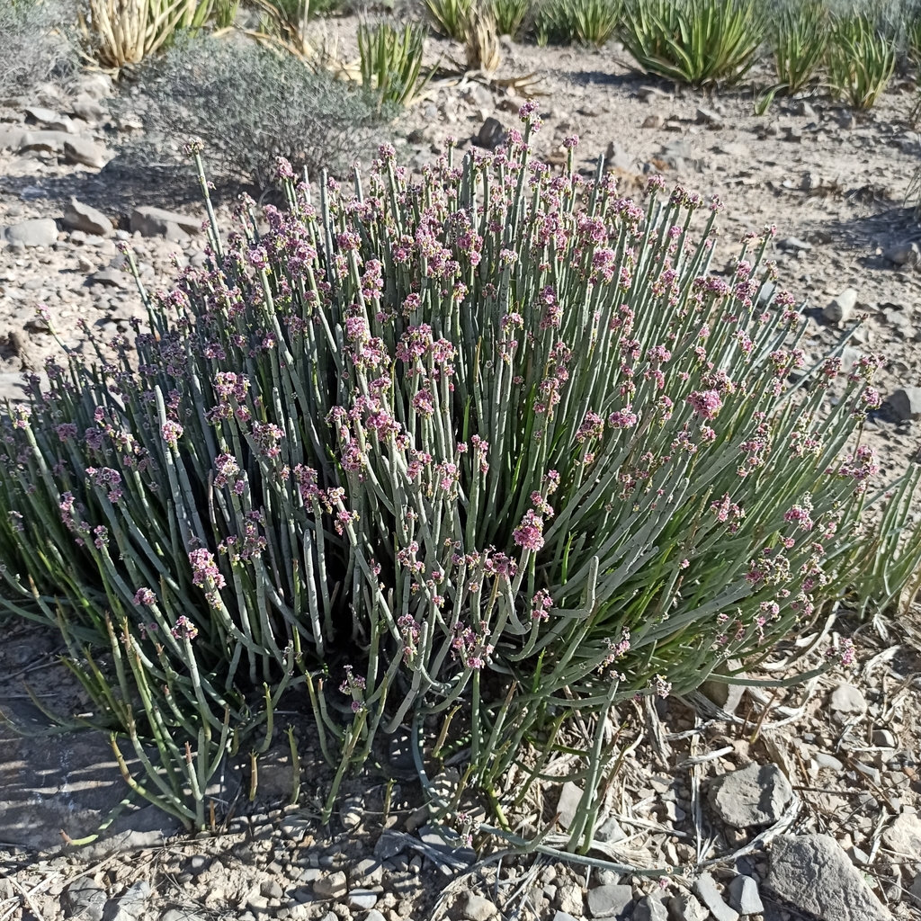 candelilla from Ojinaga, Chih., México on September 26, 2020 at 04:14 ...