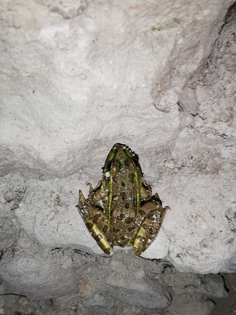 Montezuma Leopard Frog from El Llano, Ags., México on September 23 ...