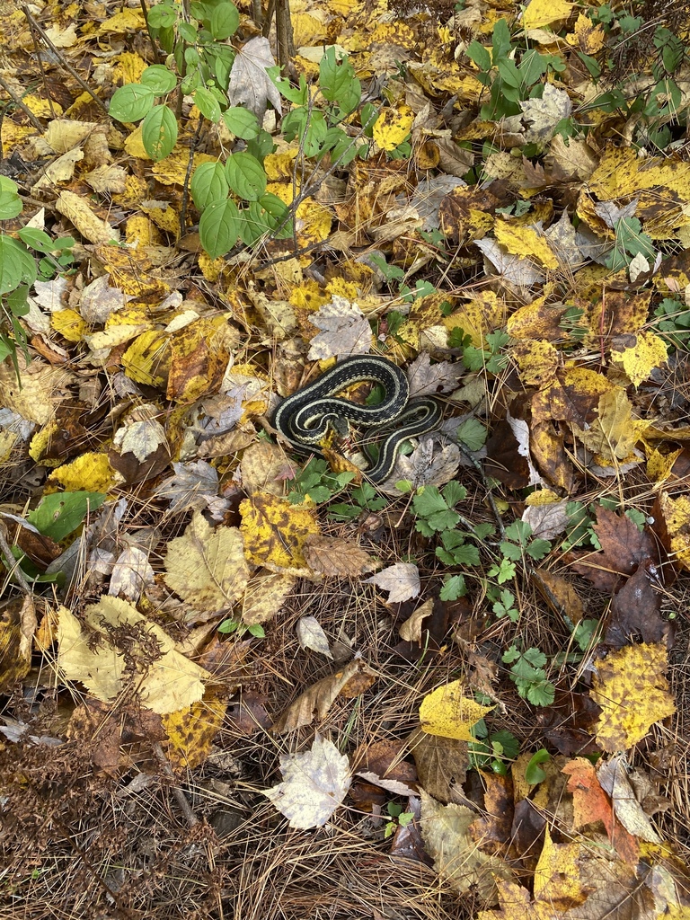 Eastern Garter Snake from Main St W, Ashland, WI, US on September 27 ...