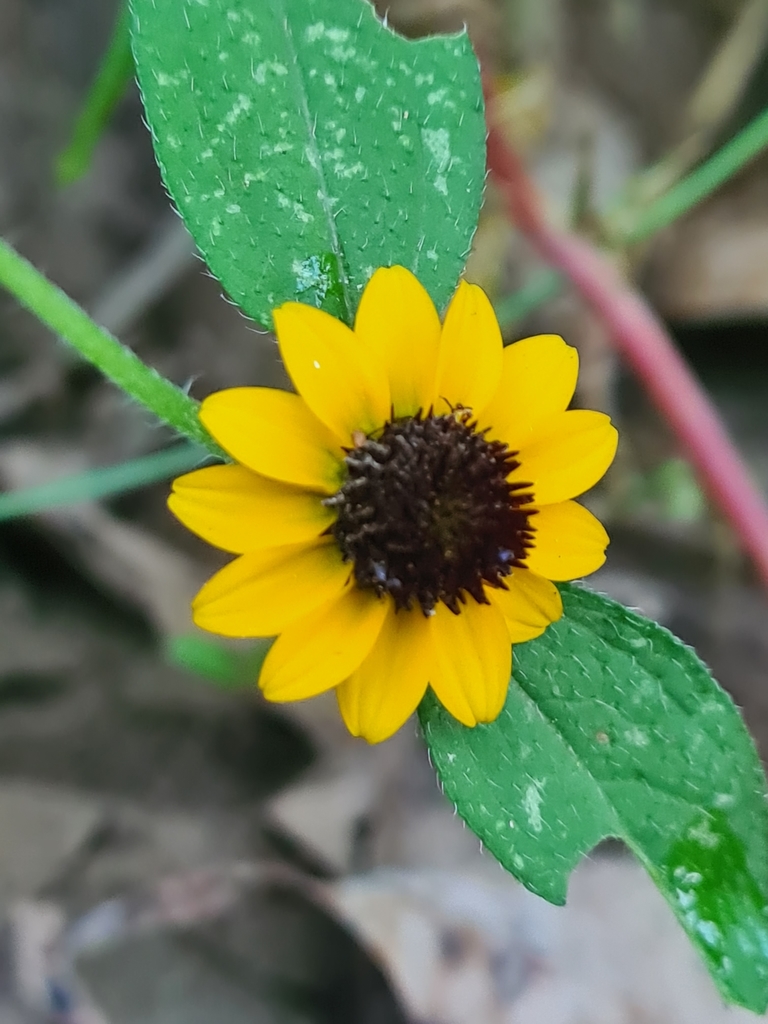 Mexican Creeping Zinnia from Magdalena Tequisistlán, Oax., México on ...