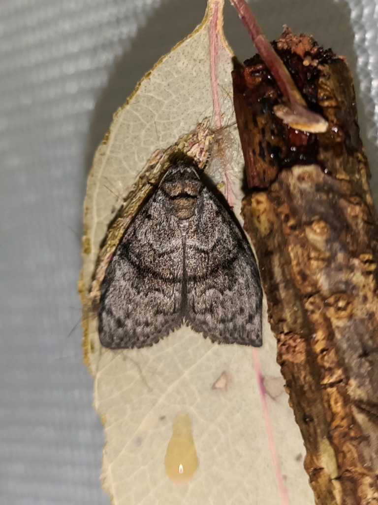 Gum Leaf Skeletonizer from Auckland 1025, New Zealand on September 28 ...