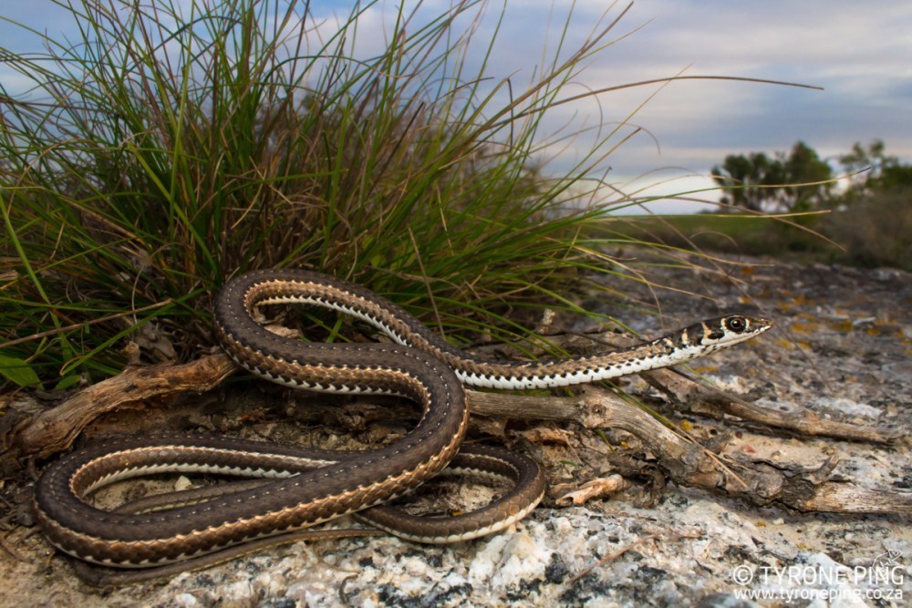 Cape Sand Snake (Reptiles of namaqua national park) · iNaturalist