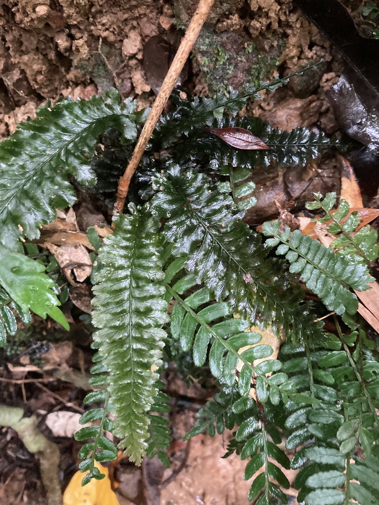Cephalomanes laciniatum in September 2020 by 趙偉村 · iNaturalist