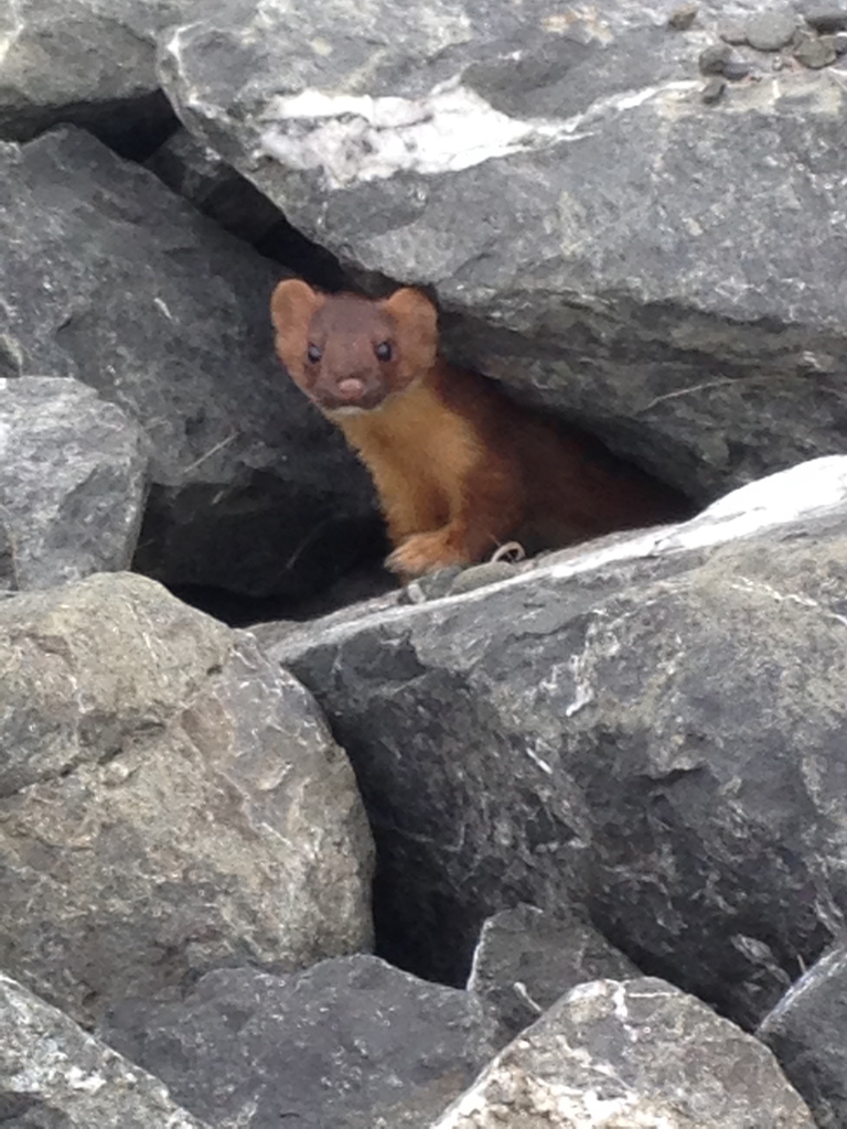 Long-tailed Weasel from Arcata, California, United States on October 10 ...