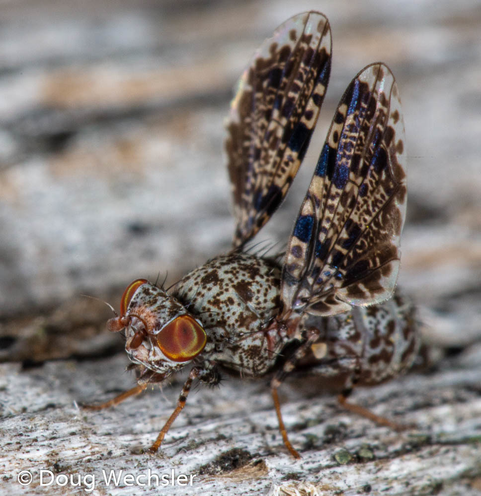 Peacock Fly from Northwest Philadelphia, Philadelphia, PA, USA on ...