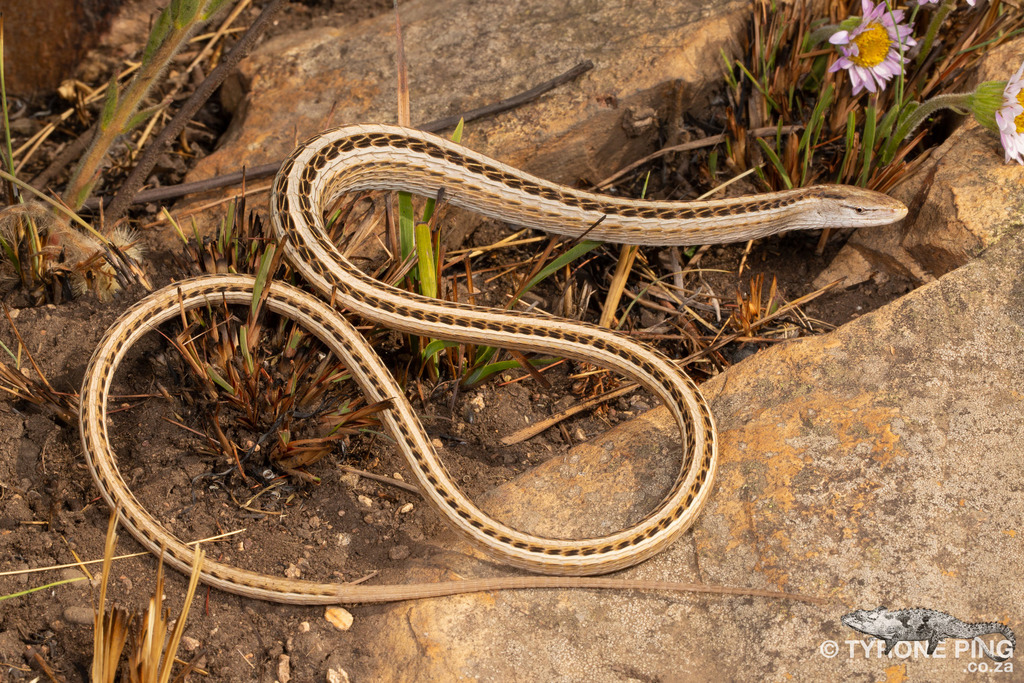 Large-scale Snake Lizard (Enseleni Nature Reserve - Animals) · iNaturalist