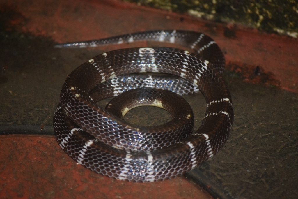Common Krait from Kothala, Kerala, India on September 28, 2020 at 07:41 ...