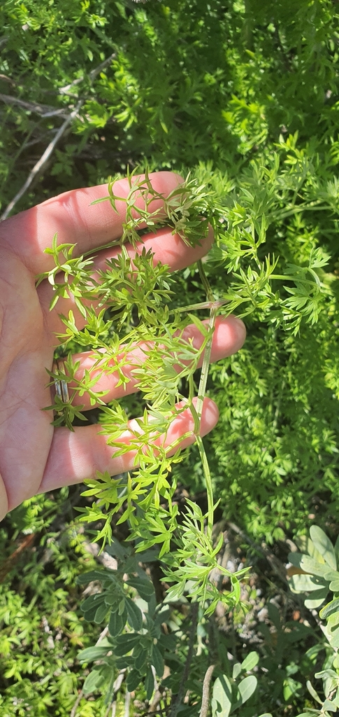 Apioideae from Cape Farms, Cape Town, South Africa on September 28 ...