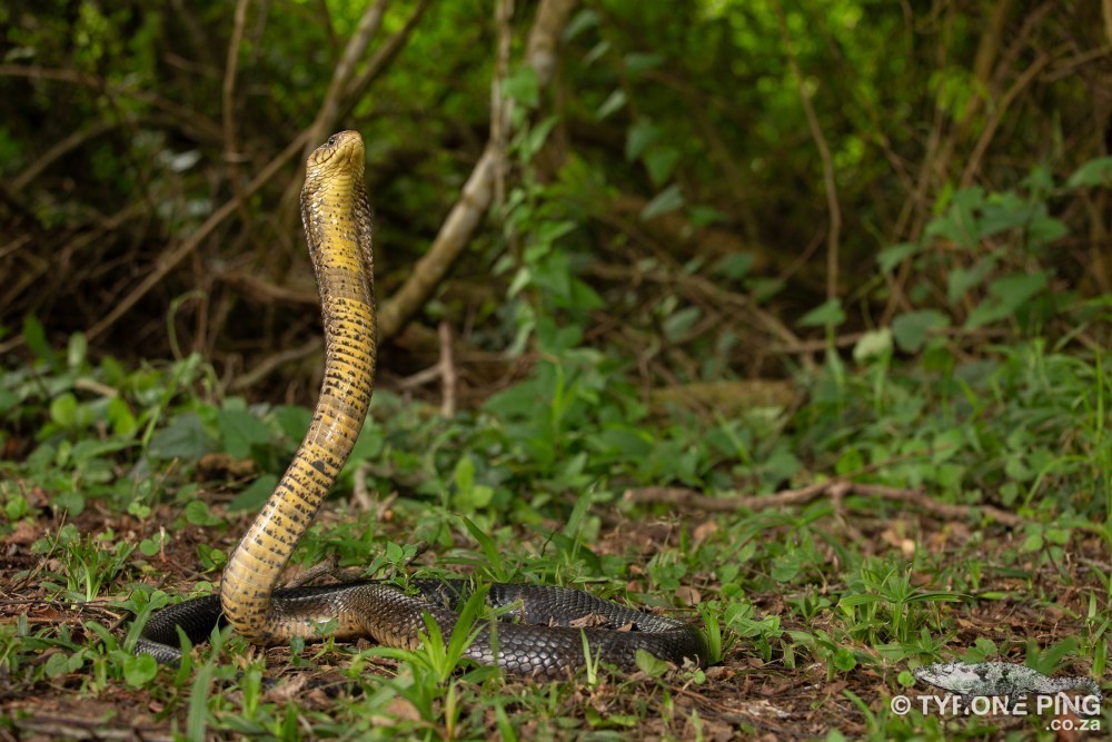 Brown Forest Cobra (Enseleni Nature Reserve - Animals) · iNaturalist