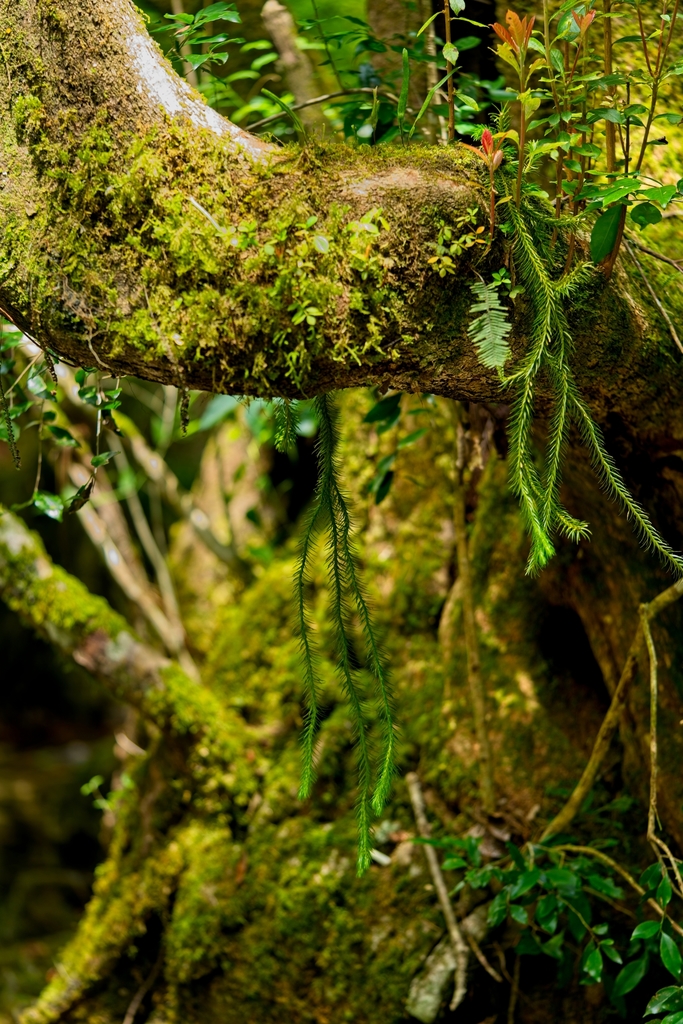 hanging clubmoss from Gómez Farías, Tamps., México on July 15, 2020 at ...