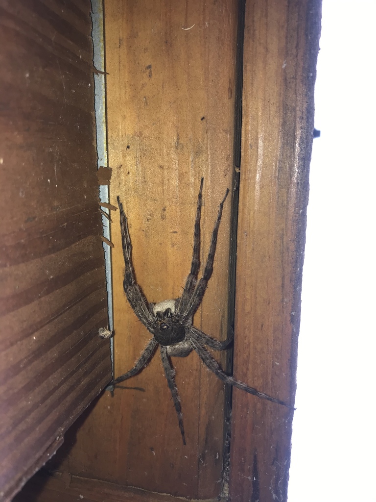 White-banded Fishing Spider from Murraywood, Columbia, SC, US on ...