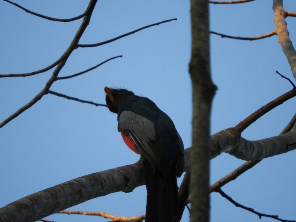Blue-crowned Trogon from Ji-Paraná, BR-RO, BR on September 27, 2020 at ...