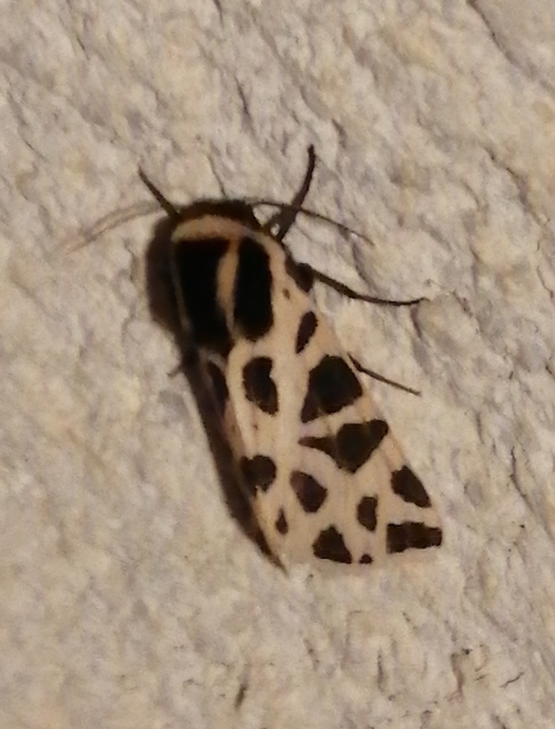 discrete chaperon from Suvarelli on September 29, 2020 at 01:25 AM by ...