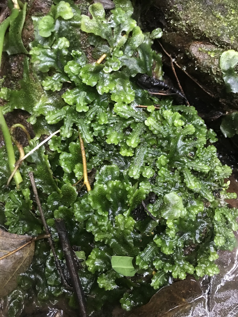 Monoclea gottschei from Paicol, Huila, CO on September 28, 2020 at 03: ...