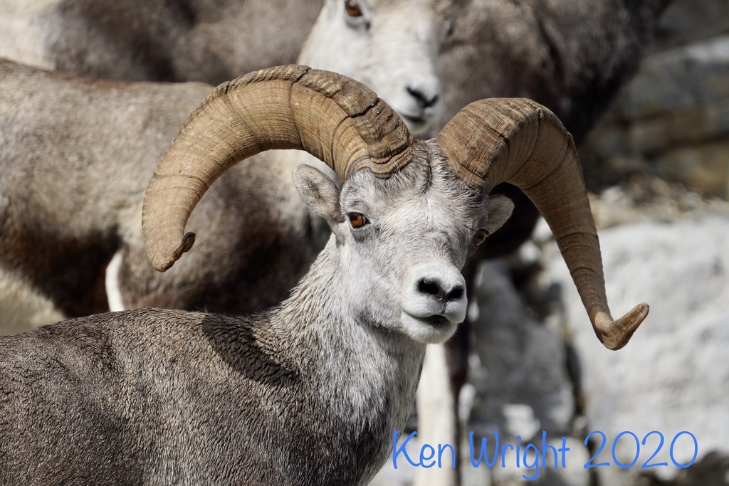 Stone's Sheep in July 2020 by kwright · iNaturalist