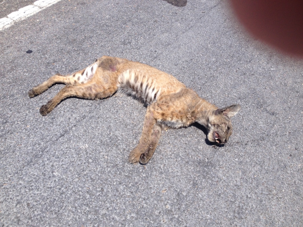 Bobcat from Vista, CA, USA on August 5, 2017 at 12:58 PM by kmerrill ...