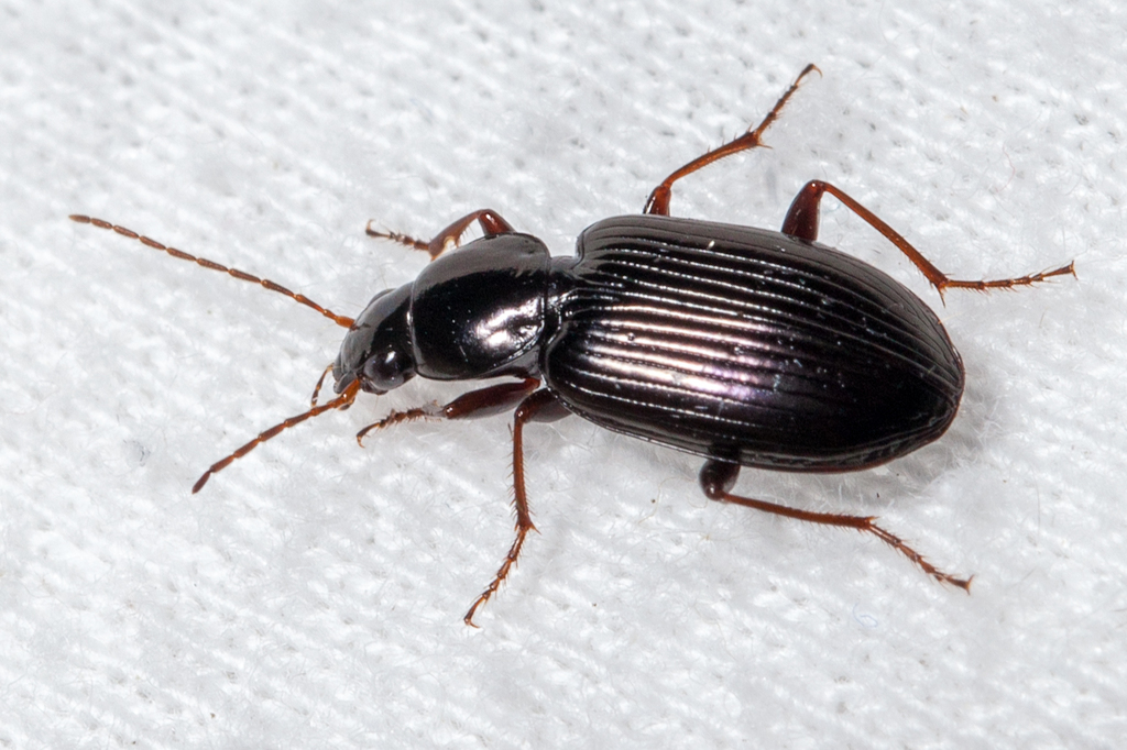 Agonum punctiforme from 1615 Parkridge Cir, Crofton, MD 21114, USA on ...