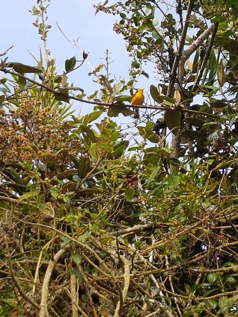 Spectacled × Golden-fronted Redstart from Huaca, Ecuador on September ...