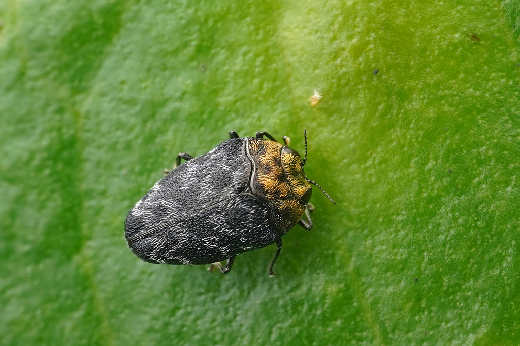 Trachys auricollis from Shui Hau, Hong Kong on September 23, 2020 at 12 ...