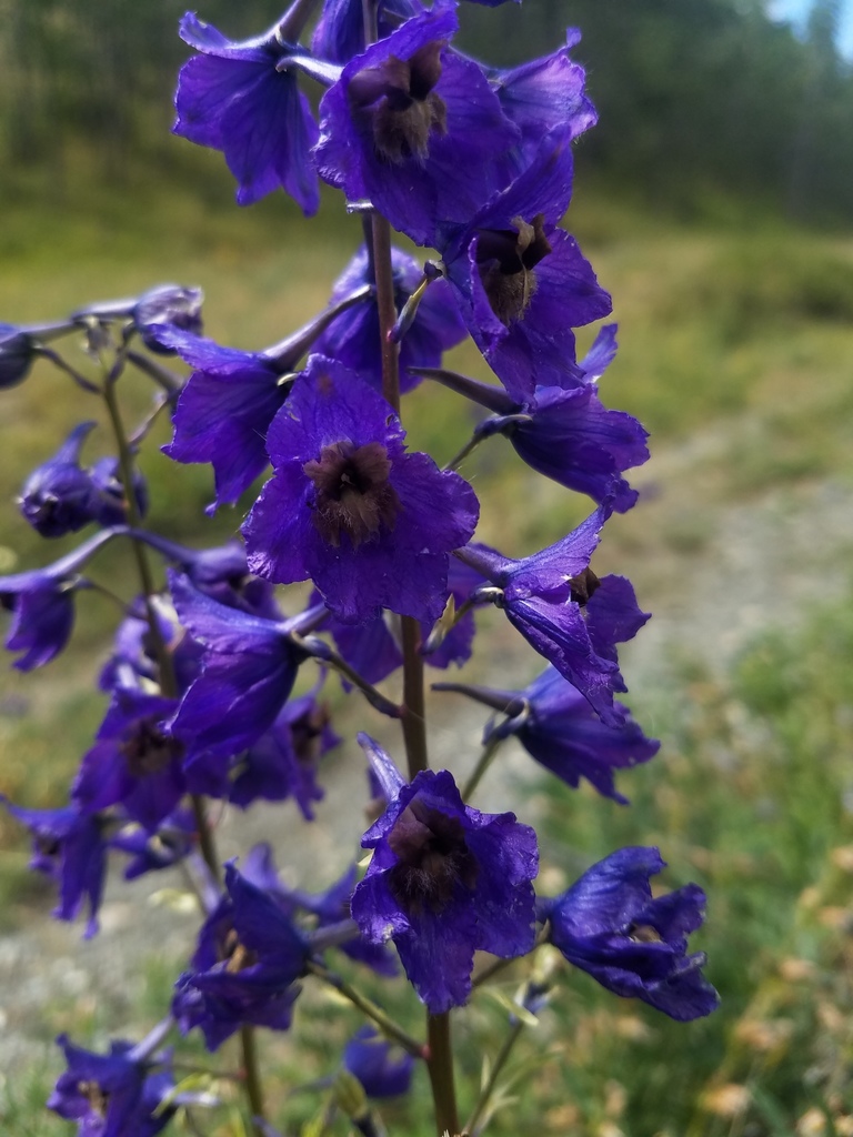 larkspurs from Малчин, Монгол Улс on July 7, 2020 at 01:47 PM by ...