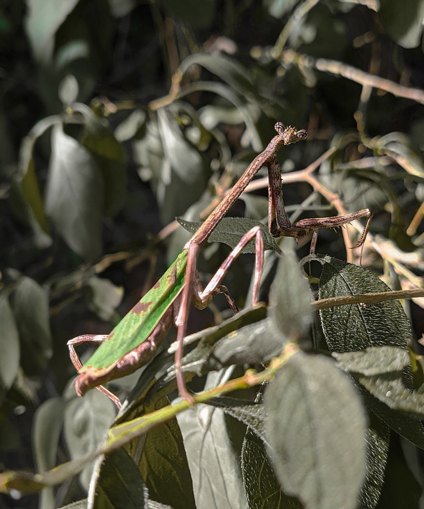 Pseudovates tripunctata from Surubim - PE, Brasil on August 26, 2020 at ...