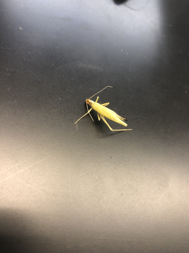 Snowy Tree Cricket from Mount Vernon Nazarene University, Mount Vernon ...