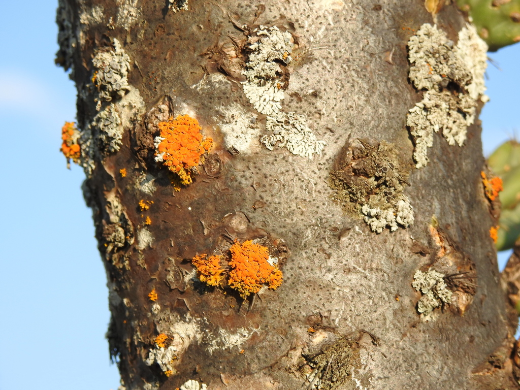 Xanthomendoza concinna from Saltillo, Coah., México on September 26 ...