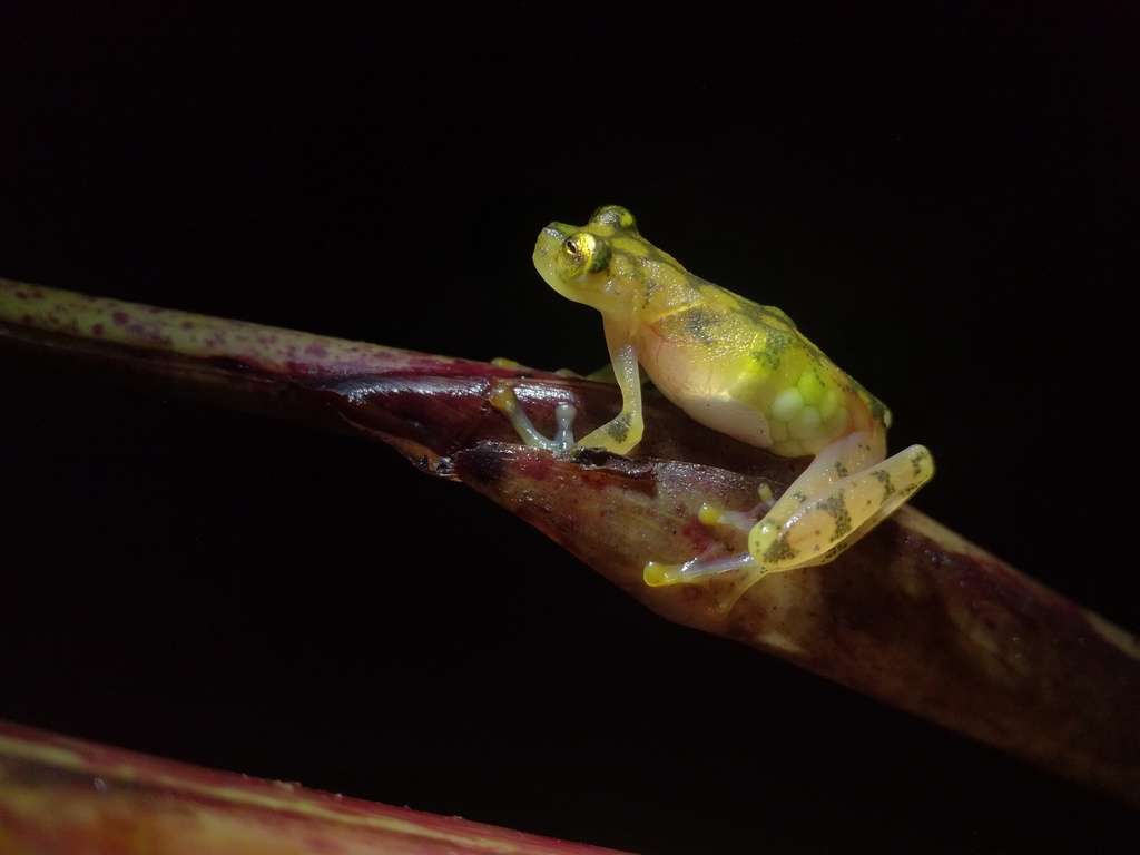 Reticulated Glass Frog from Provincia de Guanacaste, Río Chiquito ...
