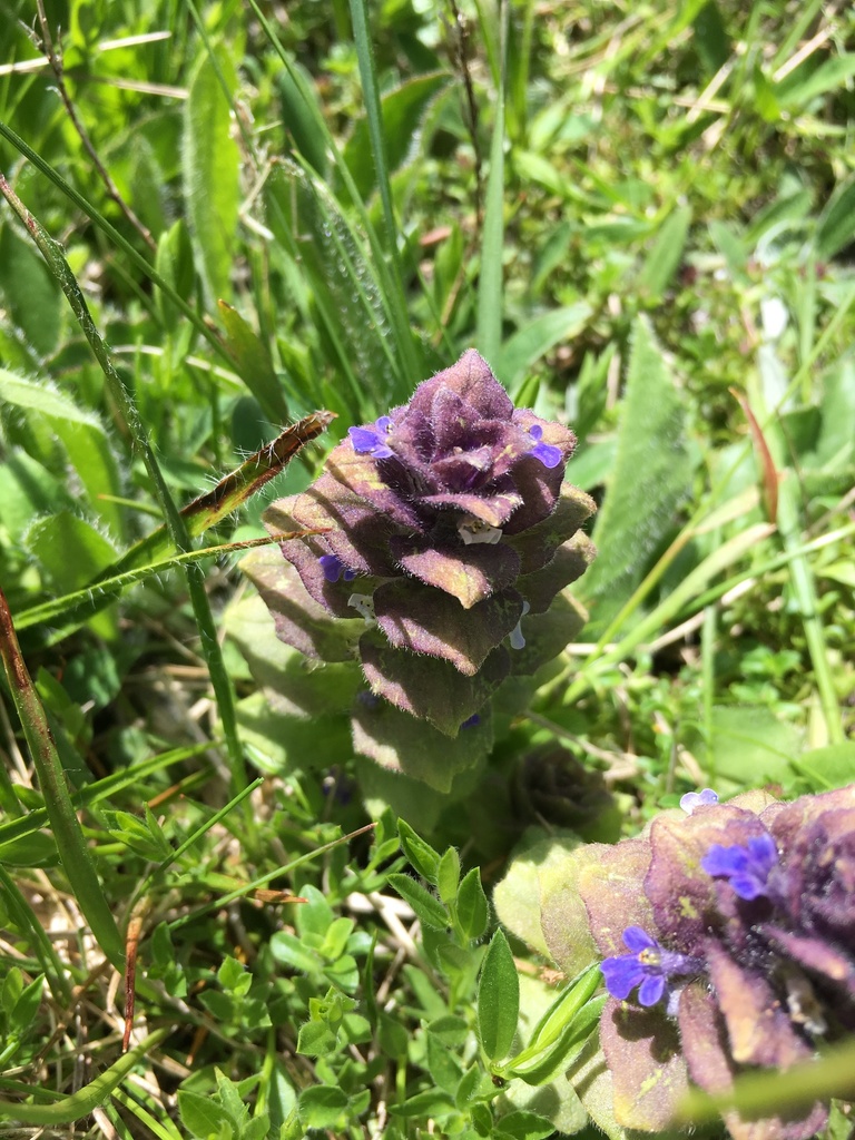 Pyramidal Bugle from Montenegro, ME on June 13, 2019 at 10:26 AM by ...