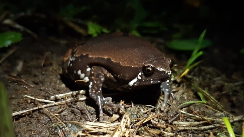 Sheep Frog from Provincia de Guanacaste, Costa Rica on August 17, 2020 ...