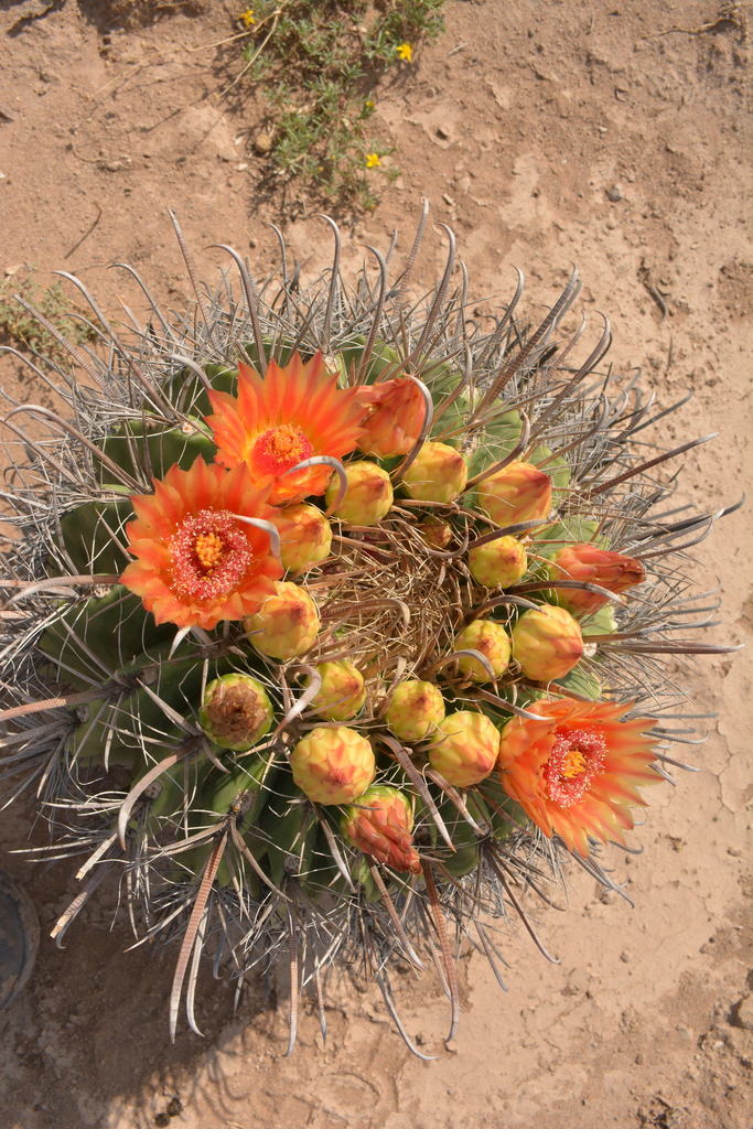 barrel cactuses in September 2020 by Holly Boom · iNaturalist