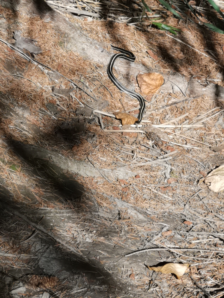 Common Garter Snake from Vernon Strombeck Centre, Langley City, BC V2Y ...