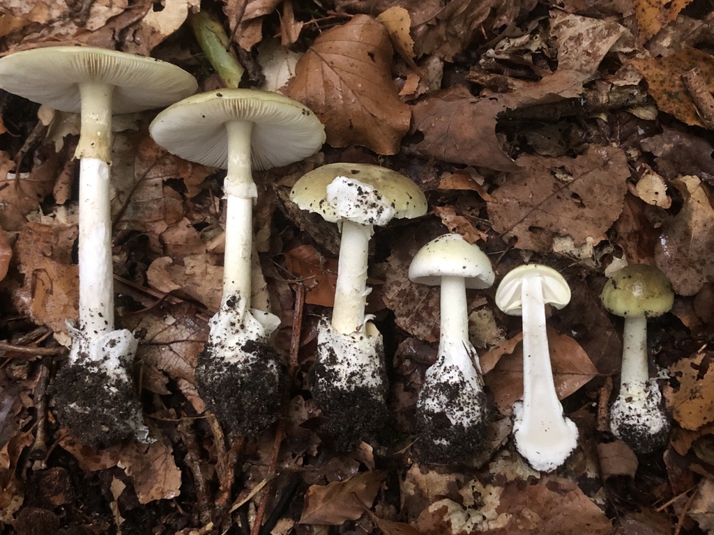 Deathcap in September 2020 by Shane Marshall · iNaturalist