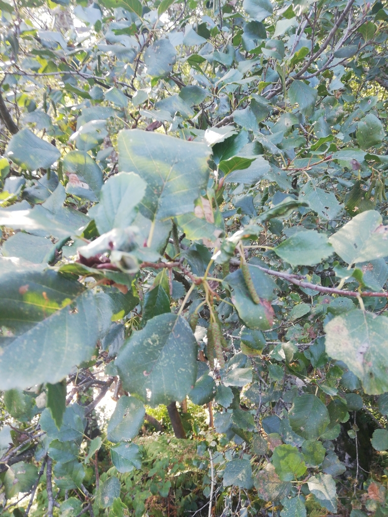 Iberian Alder in September 2020 by Luis Silva · iNaturalist