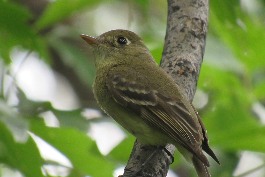 Western Flycatcher from Alpine Ave, Boulder, CO, US on July 30, 2019 at ...