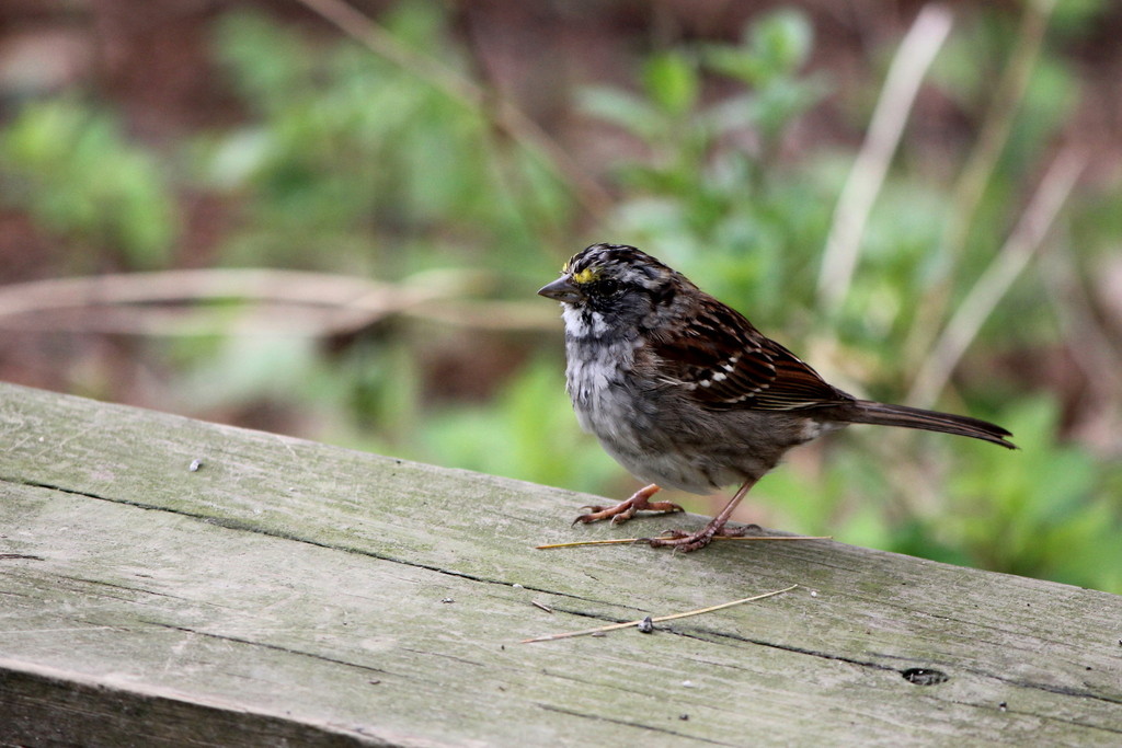 White-throated Sparrow from F.A. Seiberling Nature Realm on April 3 ...