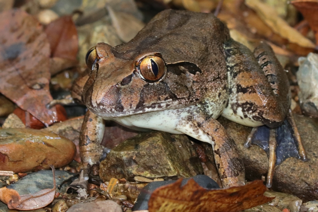 Giant Barred Frog Mixophyes Iteratus | Australian Museum FrogID